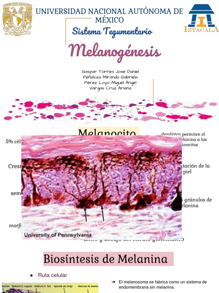Copia de Melanogénesis | Bioquímica | Biología Celular