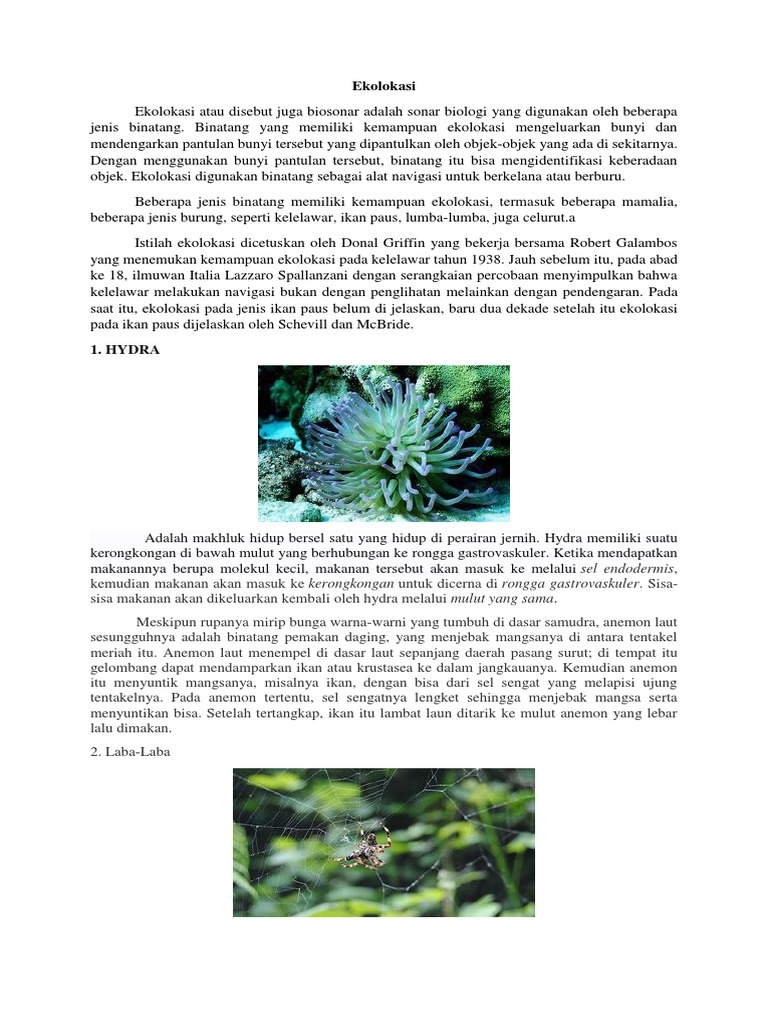 Ekolokasi | PDF