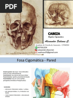 Anatomía de la Región Geniana | PDF | Cabeza y cuello humanos ...