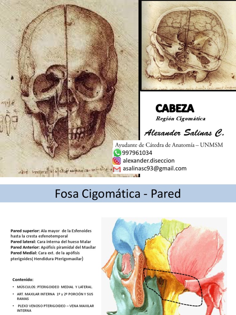 Anatomía de la Fosa Cigomática | PDF | Sistema nervioso | Anatomía humana