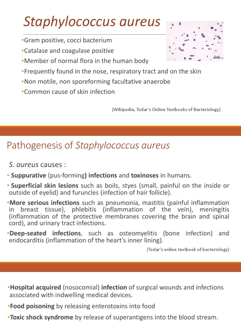 LO 7 - Pathogenesis of Staphylococcus Aureus | PDF | Staphylococcus ...
