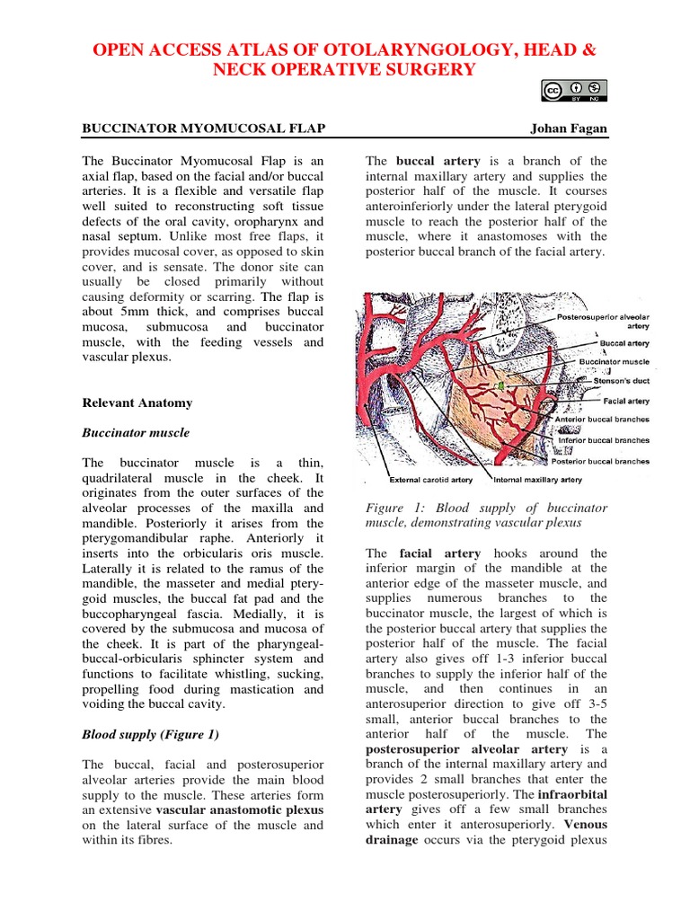Buccinator Myomucosal Flap Overview | PDF | Otorhinolaryngology | Vein