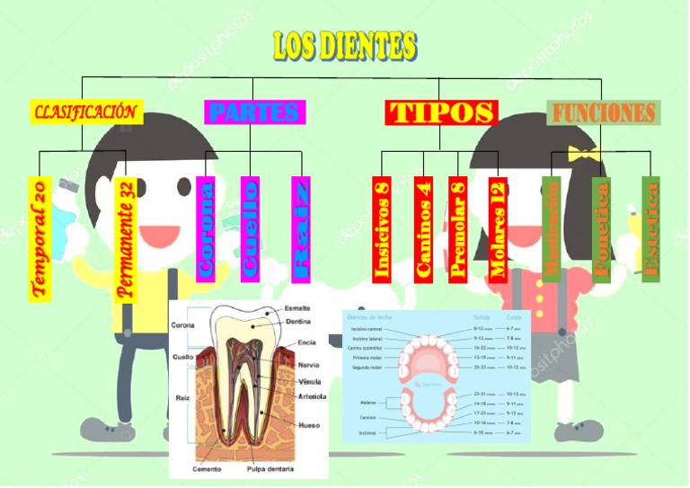Los Dientes Mapa Conceptual | PDF