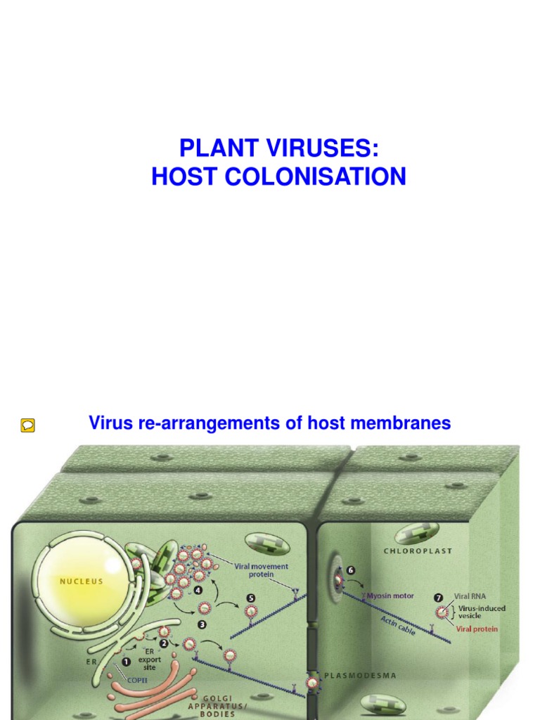 Tema 2.2 Colonizacion - 2017 | PDF | Plant Virus | Virus