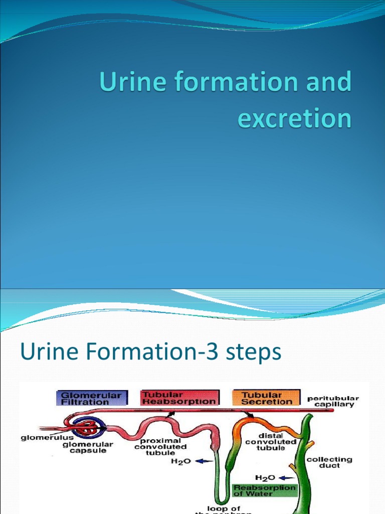 Urine Formation and Excretion | PDF | Angiotensin | Kidney