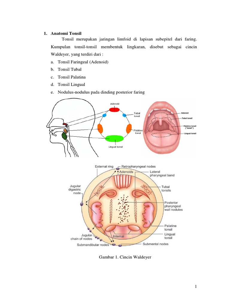 Anatomi Tonsil | PDF