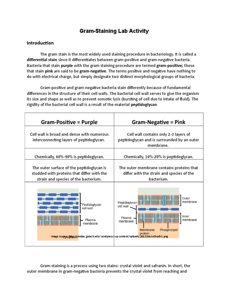 Gram-Staining Lab | PDF | Staining | Bacteria