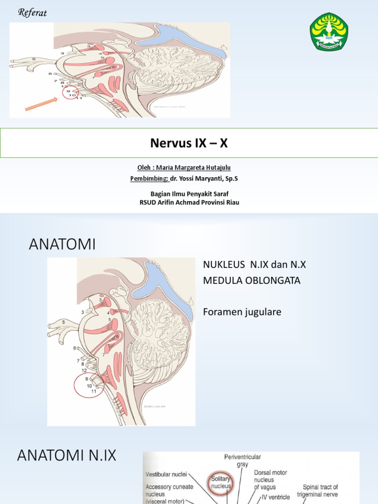 Referat Nervus IX Dan X | PDF