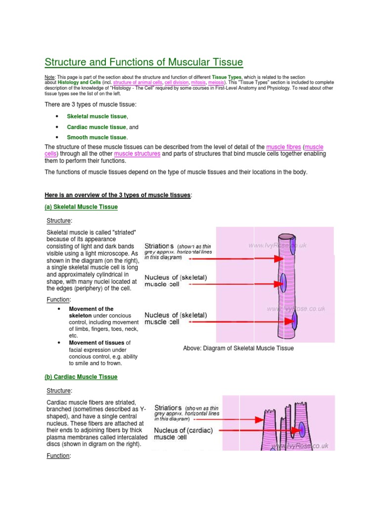 Structure and Functions of Muscular Tissue | PDF | Tissue (Biology ...