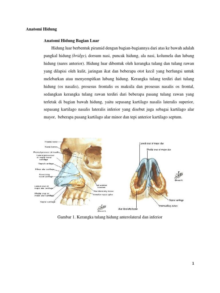 Anatomi Hidung | PDF | Kajian Bahasa Asing | Griya & Taman