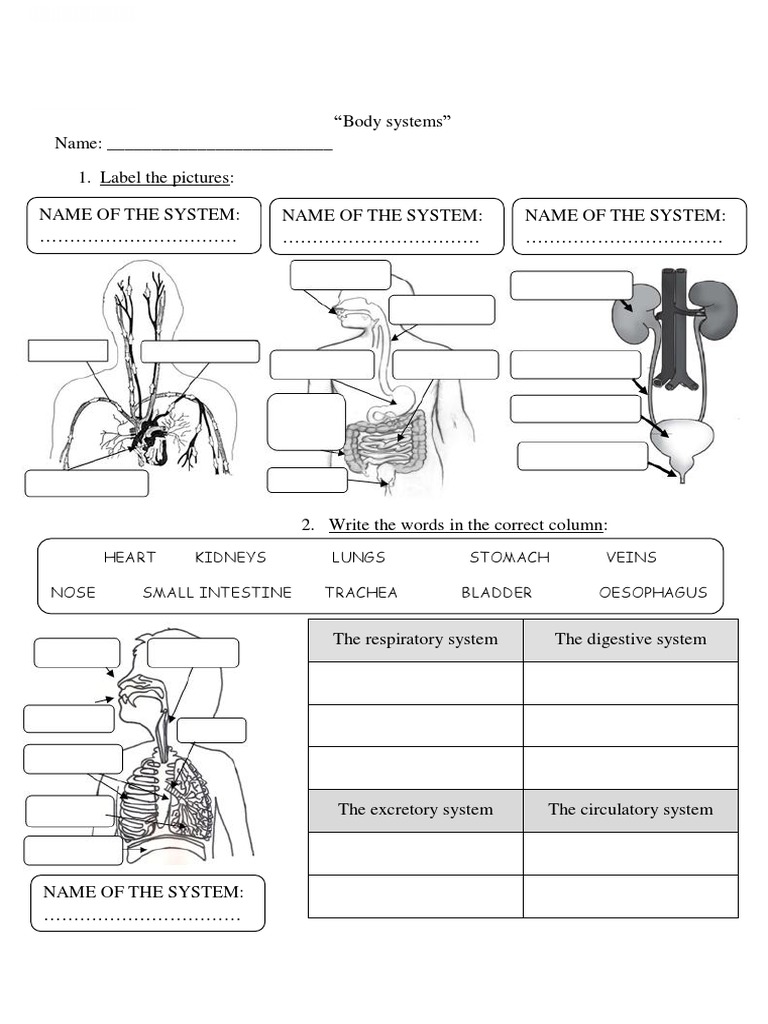 Activity 1 - Body Systems | PDF