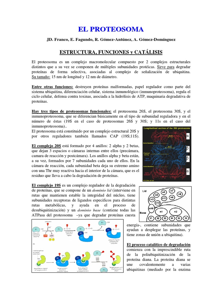El Proteosoma Resumen PDF | PDF | Proteasoma | Biomoléculas