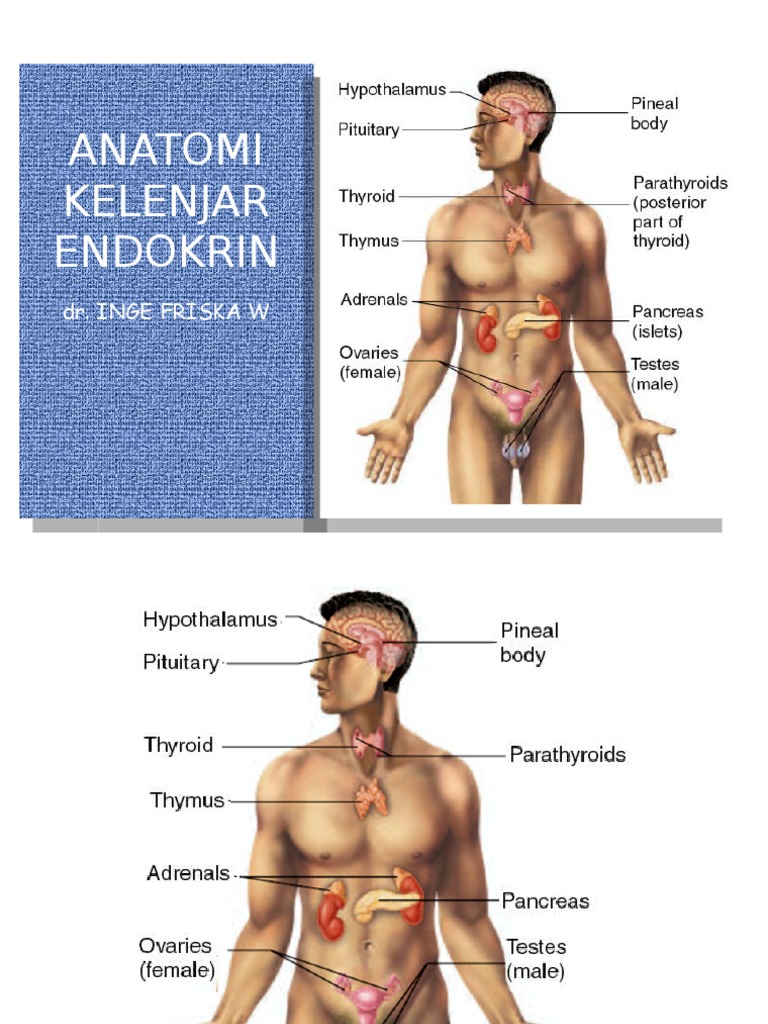 Anatomi Sistem Endokrin | PDF | Griya & Taman | Kesehatan Holistik