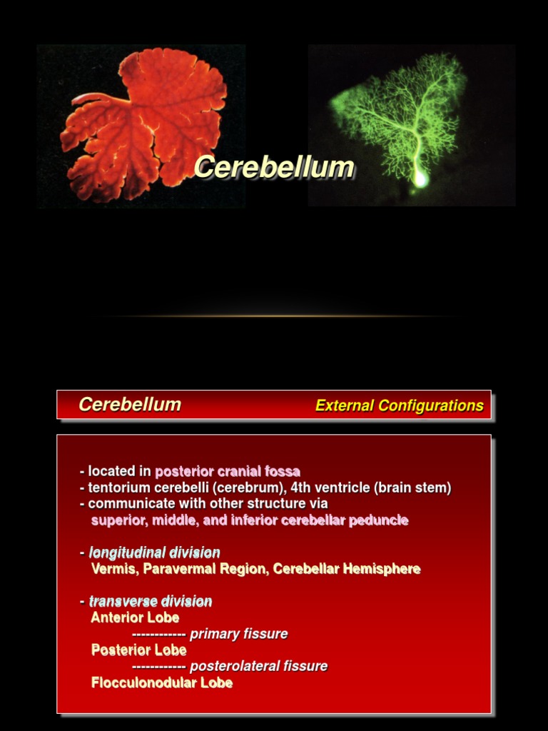 Pyramis in Cerebellum Anatomy | PDF | Cerebellum | Neuroanatomy