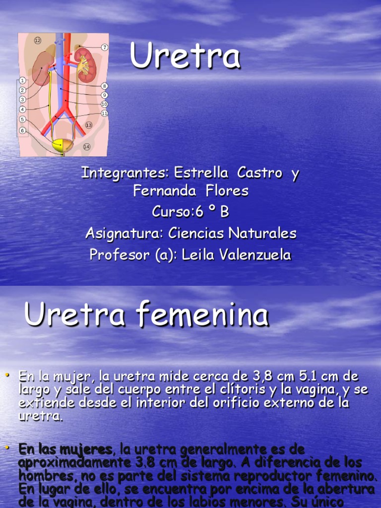 Uretra | PDF | Vagina | Órgano (anatomía)