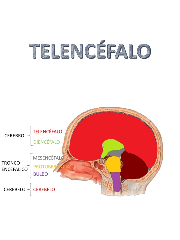 TELENCÉFALO | PDF | Cabeza y cuello humanos | Cerebro
