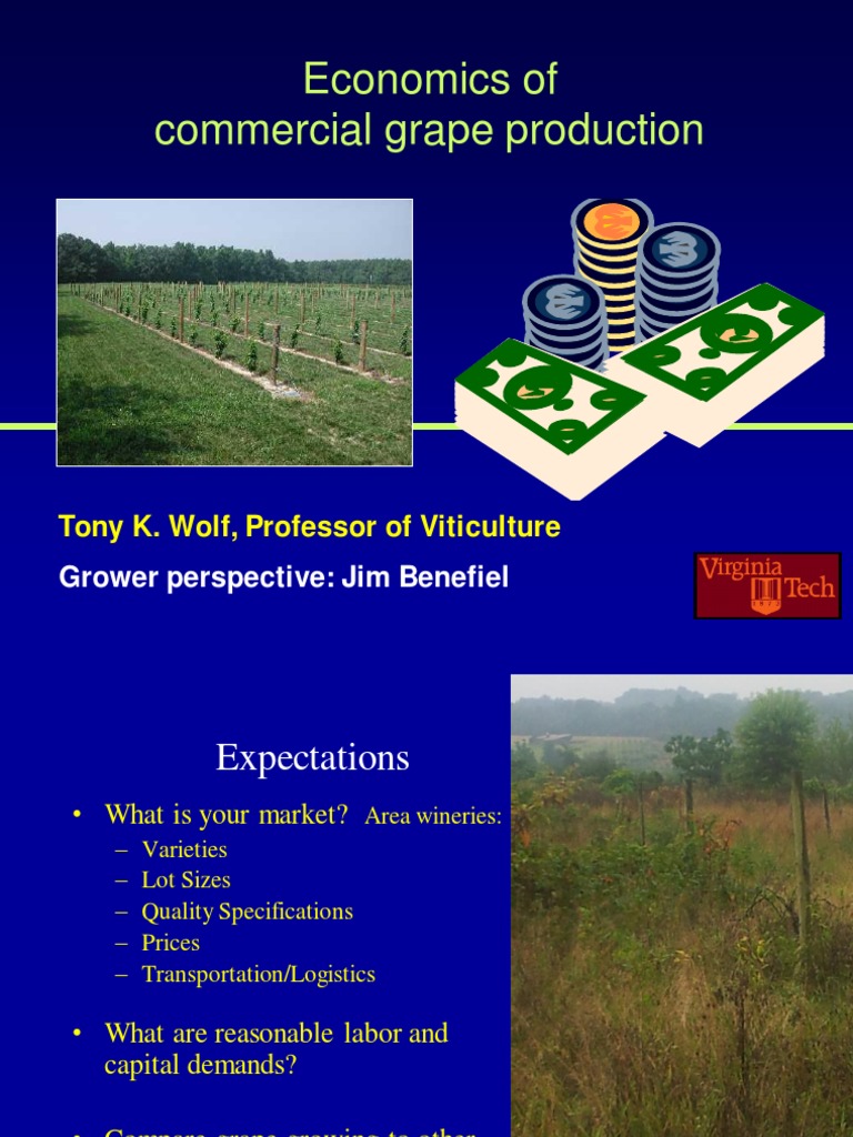 Economics of Commercial Grape Production | PDF | Vineyard | Viticulture