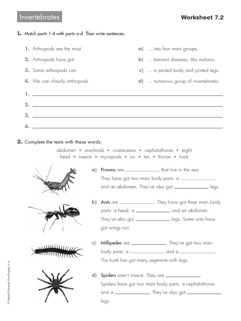 Invertebrates Classification Worksheet