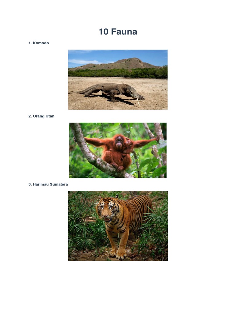 Indonesian Fauna and Flora Guide | PDF