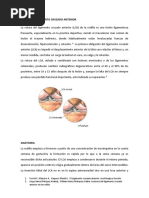 Anatomía del Músculo Coccígeo | PDF | Pelvis | Anatomía humana
