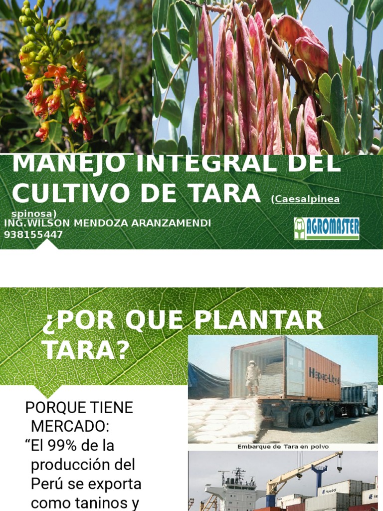 Cultivo de Tara en Tacna | PDF | Insectos | Fertilizante