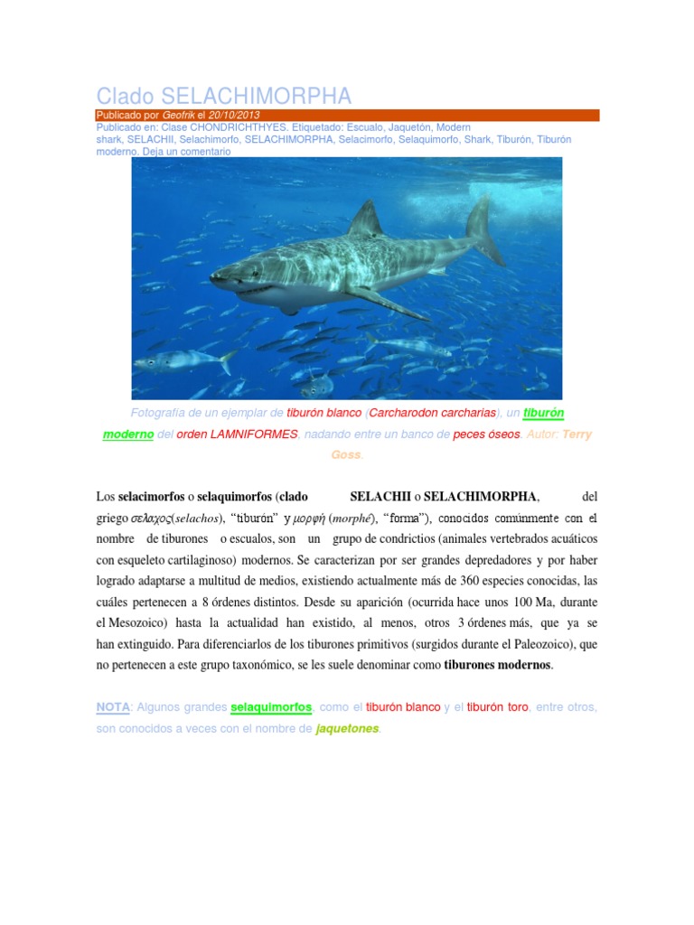 Clado SELACHIMORPHA | PDF | Tiburones | Pescado