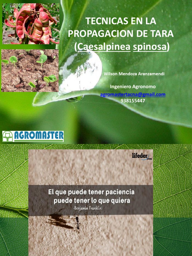Técnicas de Propagación de Semillas de Tara | PDF | Siembra | Semilla