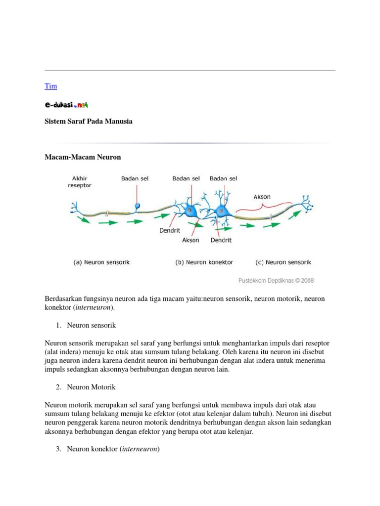 Jenis-jenis Neuron dan Fungsinya | PDF