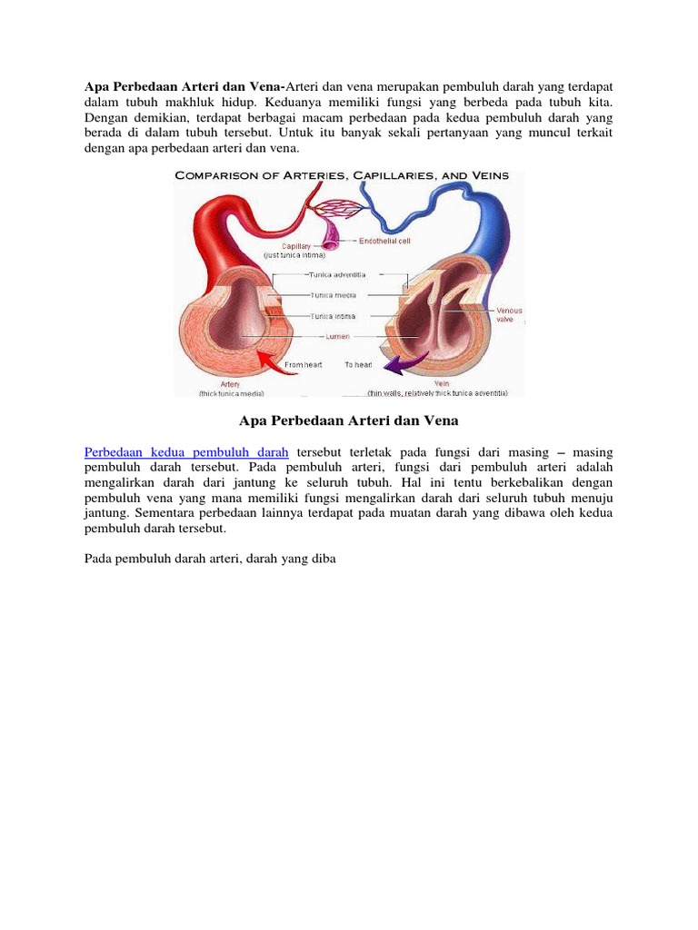 Apa Perbedaan Arteri dan Vena-Arteri dan vena merupakan pembuluh darah ...
