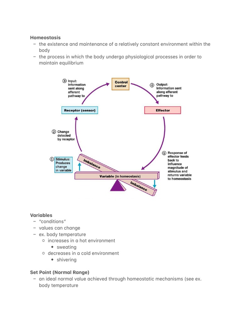 Homeostasis | PDF | Homeostasis | Negative Feedback