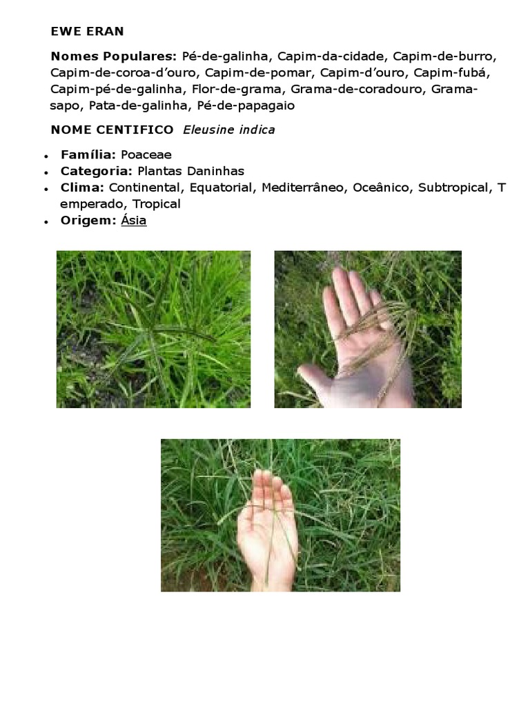 Ewe Eran - Pata de Linha | PDF