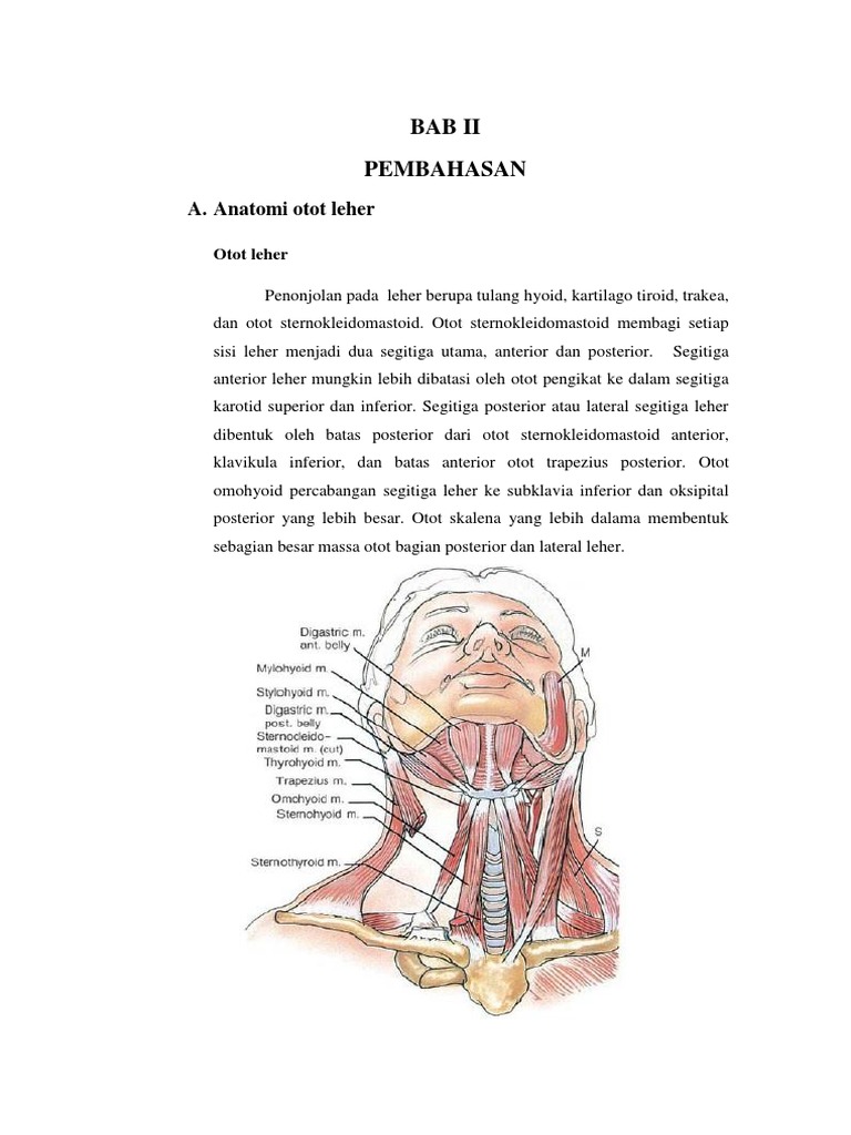 Anatomi Leher | PDF