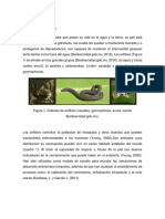 Allobates niputidea: Especie Única | PDF | Taxonomía (biología) | Género