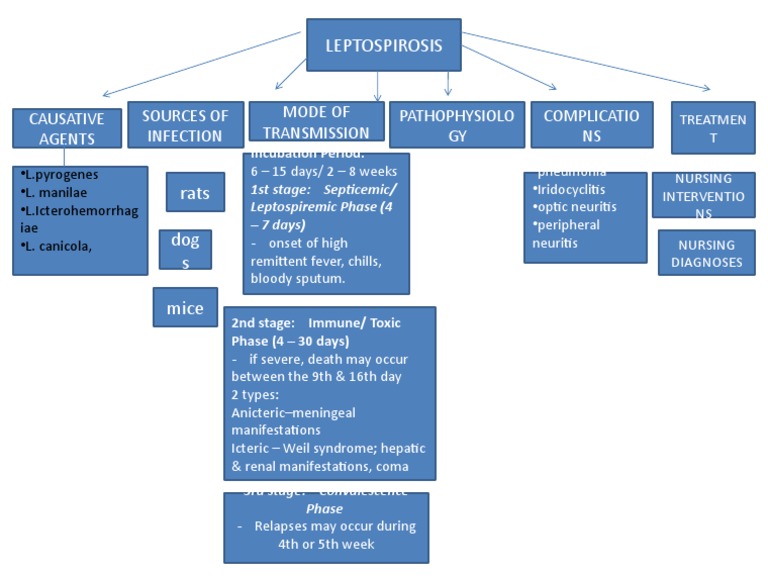 Concept Map Lepto | PDF