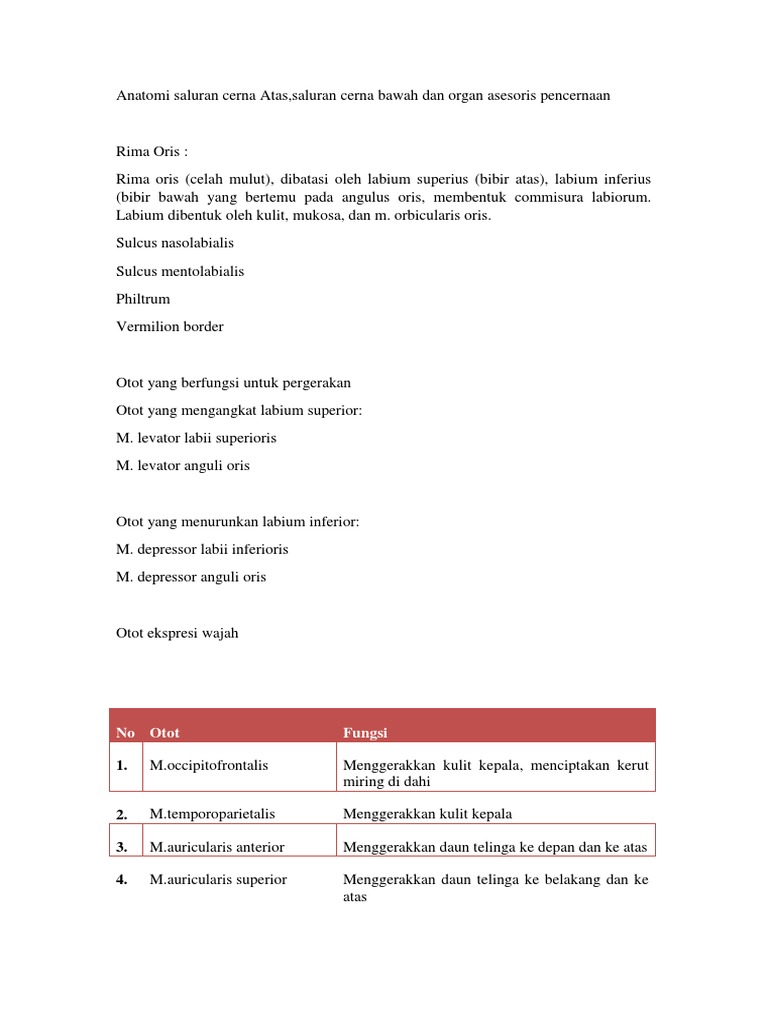 Anatomi Saluran Cerna Atas Dan Bawah | PDF