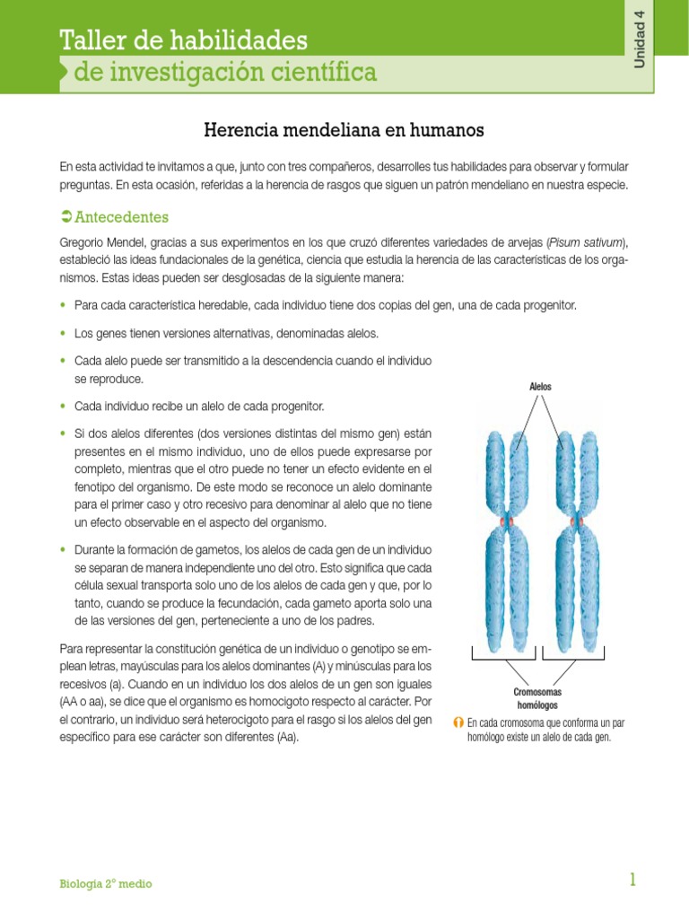 Herencia Mendeliana en Humanos | Dominancia (Genética) | Gene