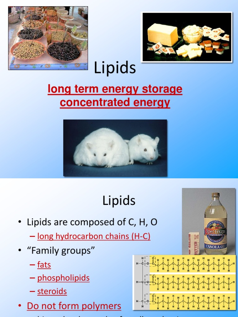 Lipids: Long Term Energy Storage Concentrated Energy | Download Free ...