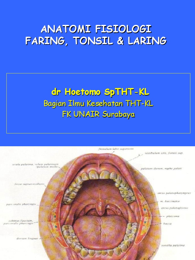 Anatomi Fisiologi Faring, Tonsil dan Laring | PDF