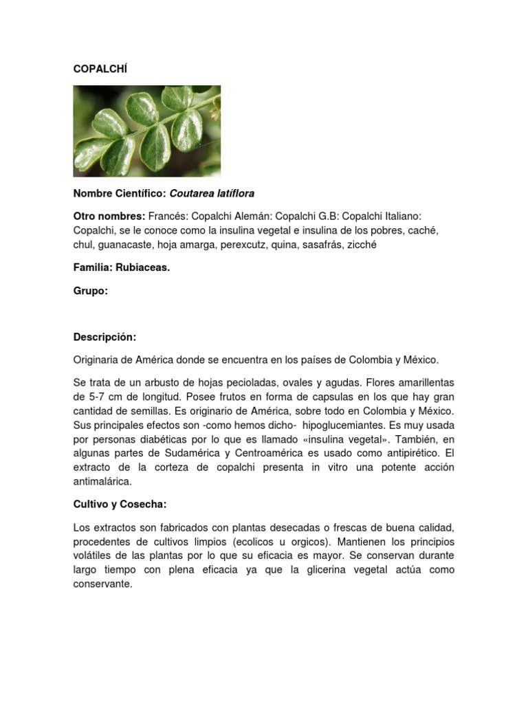 Copalchi: Insulina Vegetal y Beneficios | PDF | Diabetes mellitus ...
