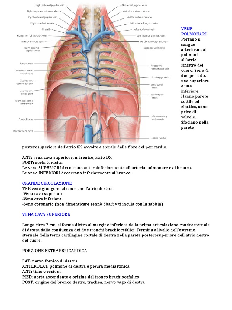 Anatomia Della Vena Cava Superiore Vene Del Torace