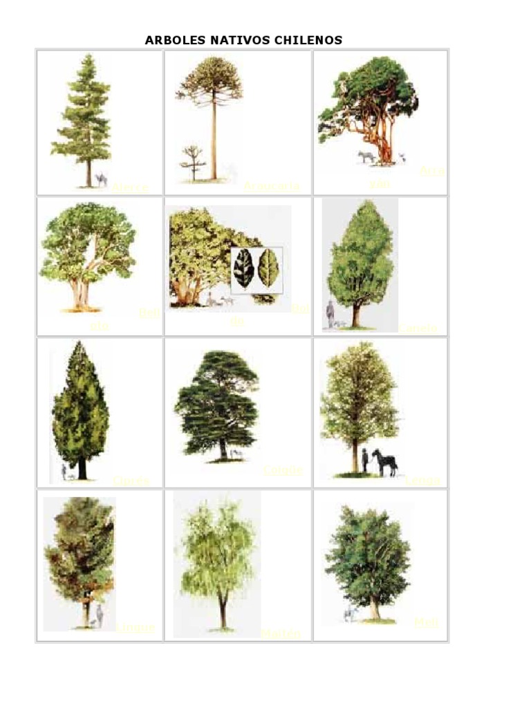Árboles Nativos de Chile: Guía Completa | PDF