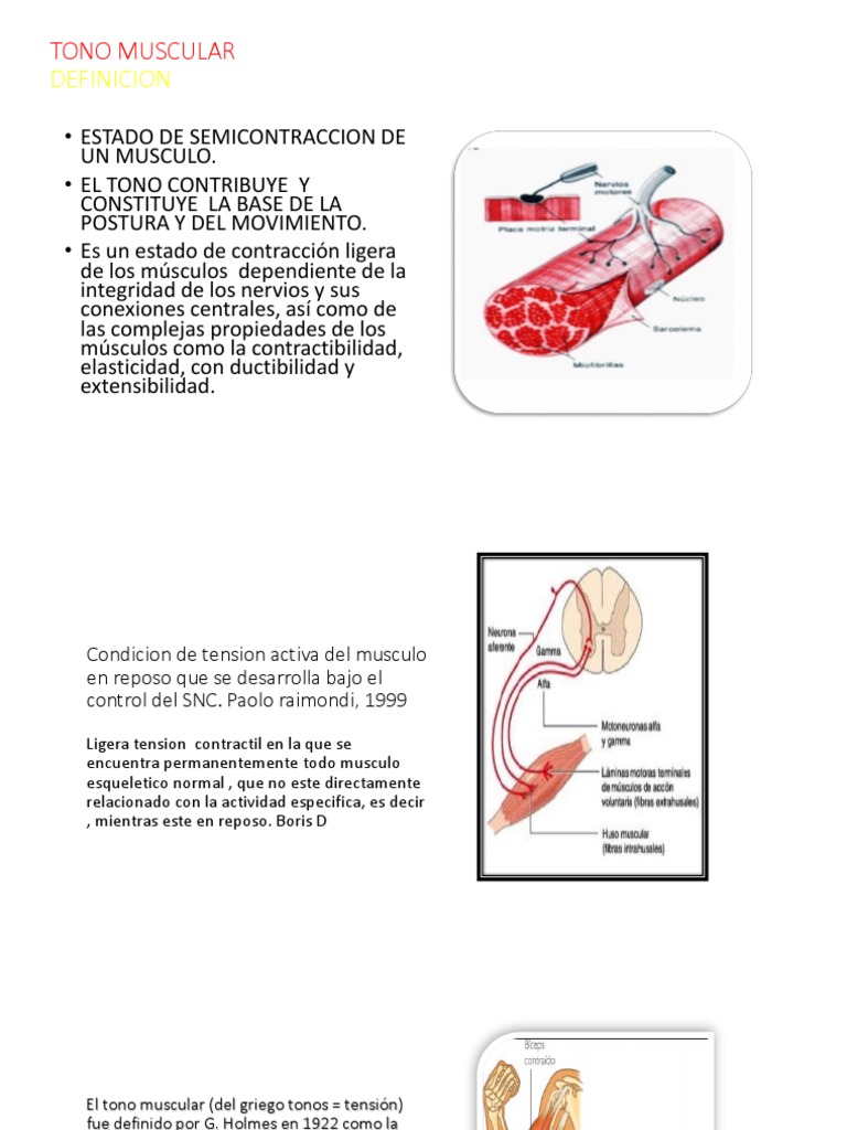Tono Muscular | PDF | Músculo | Cerebro