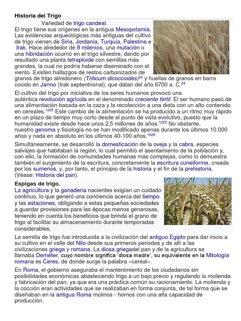 Orígenes y evolución del trigo | PDF | Trigo | Cereales