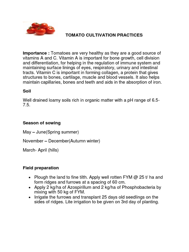 Importance: Tomatoes Are Very Healthy As They Are A Good Source of ...