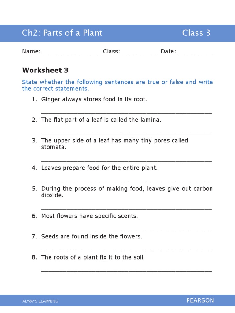 Ch2: Parts of A Plant Class 3: Worksheet 3 | PDF | Wellness