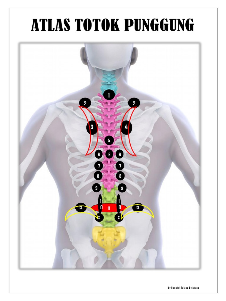 Atlas Totok Punggung | PDF