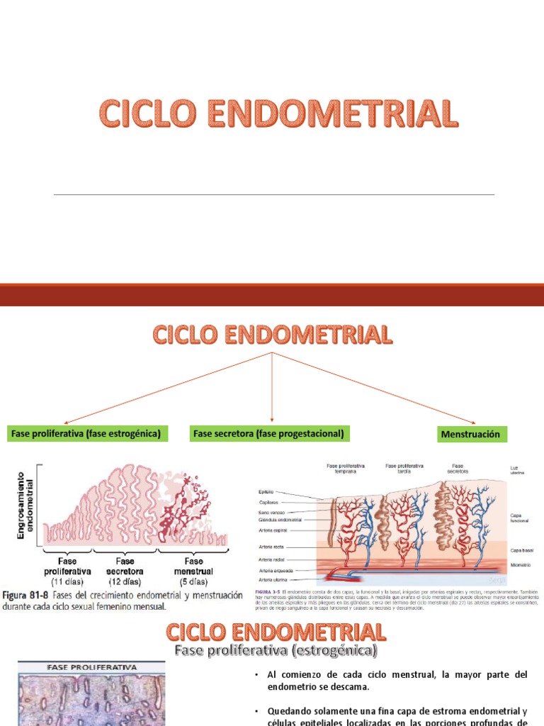 Ciclo Endometrial | Ciclo menstrual | Sistema endocrino