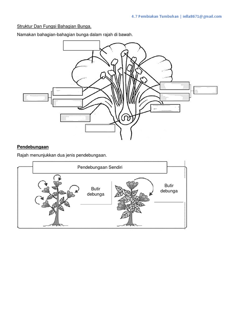 Struktur Dan Fungsi Bahagian Bunga | PDF