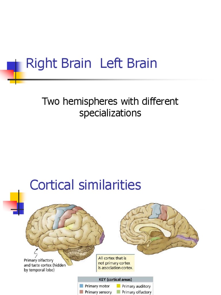 Right and Left Brain | PDF | Lateralization Of Brain Function ...