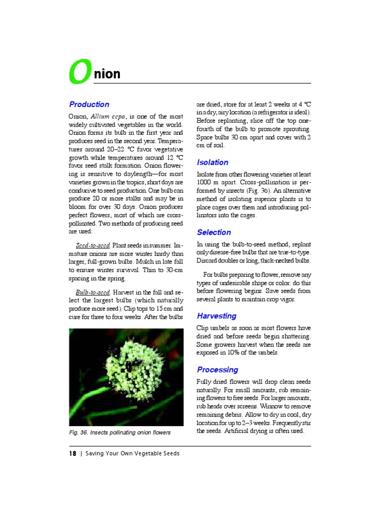 O O O O O: Nion Nion Nion Nion Nion | PDF | Onion | Flowers